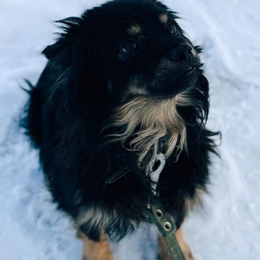 Маленькая собачка в добрые руки