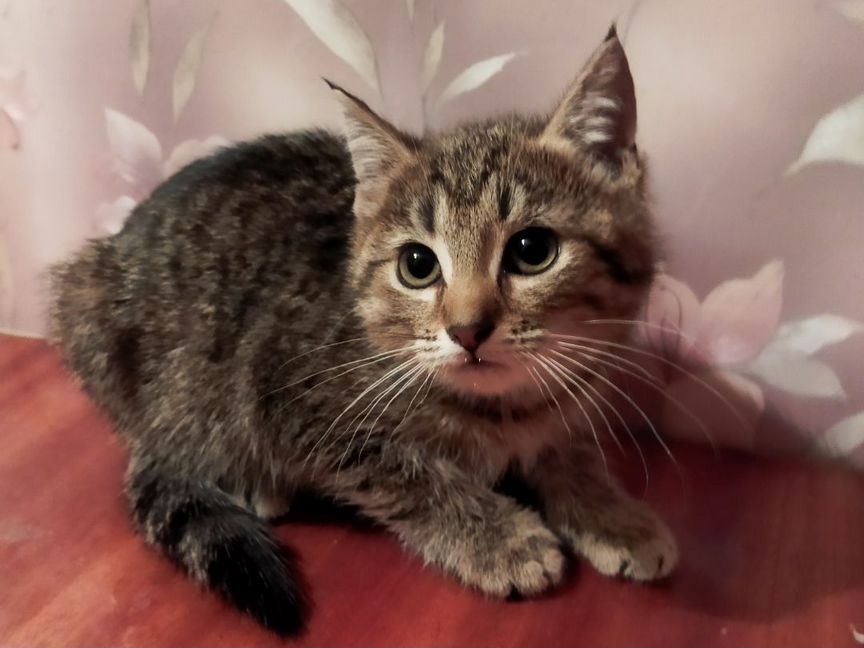 Котёнок 2 - 3 месяца