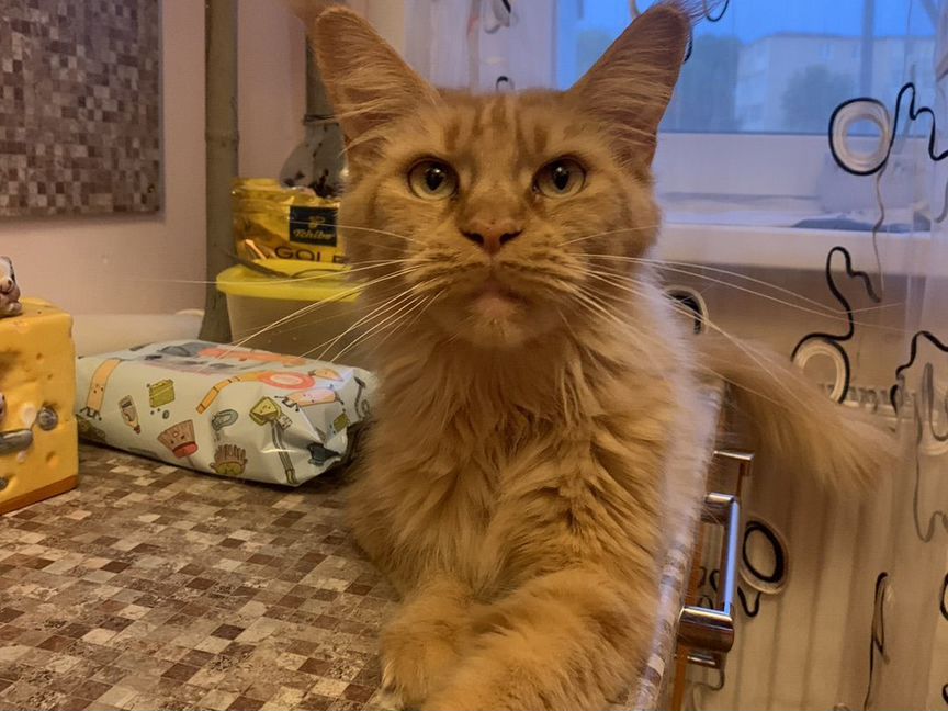 Мейн-кун в добрые руки