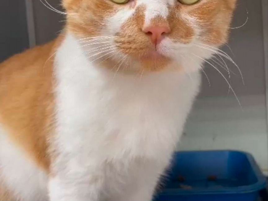 Мальчик красавец ищет семью