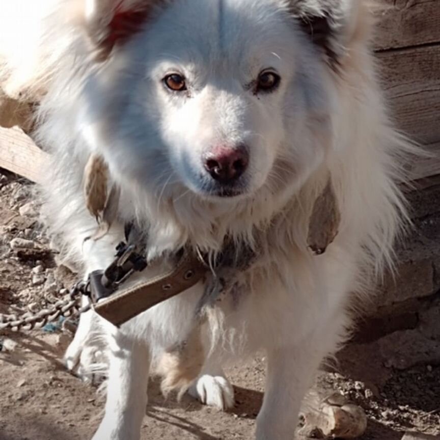 Небольшой пёс остался совсем один