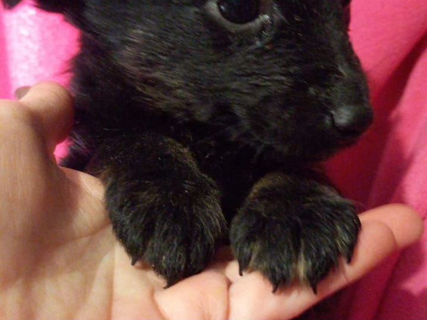 Собака в добрые руки щенок