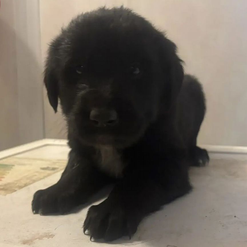 Дратхаар, щенок