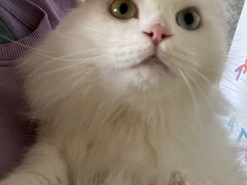 Кошка ищет семью