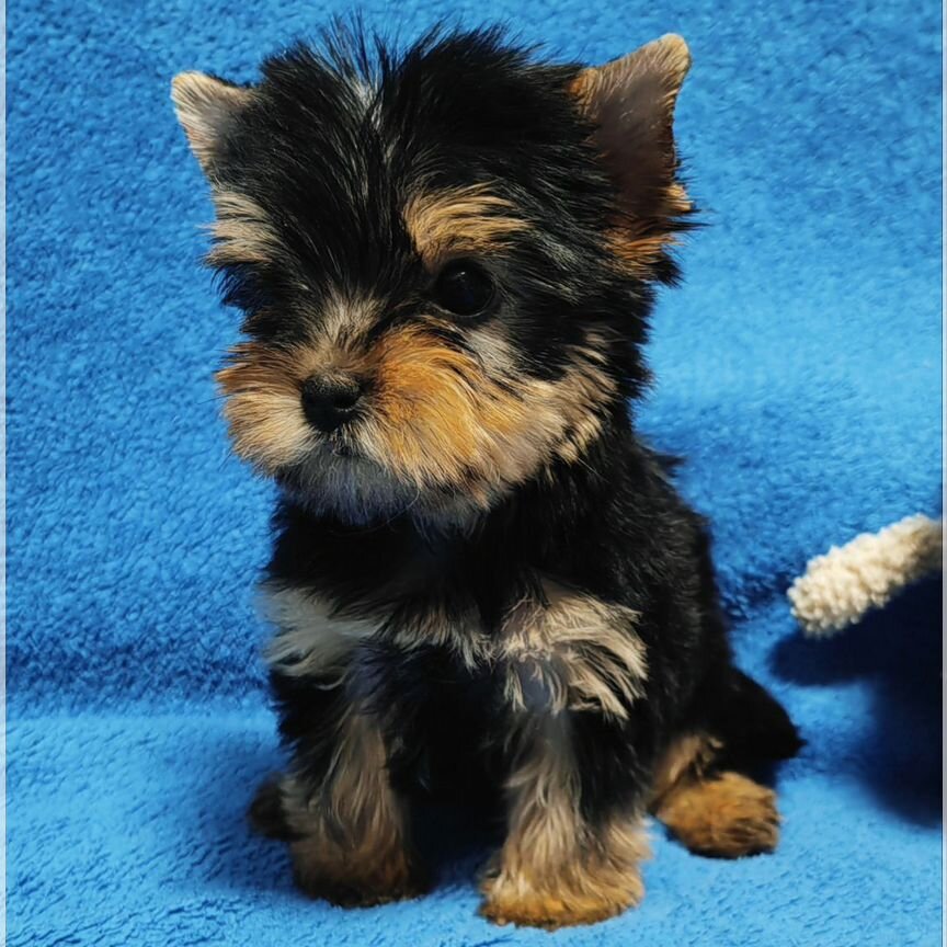 Йоркширский терьер щенки кукольные