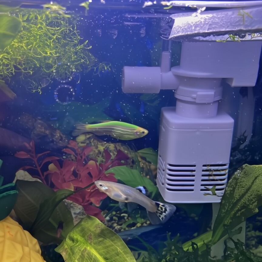 Аквариумные рыбки данио