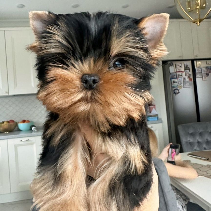 Йоркширский терьер