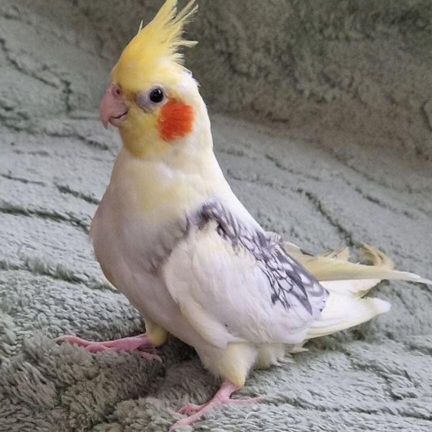 Попугай карелла птенцы