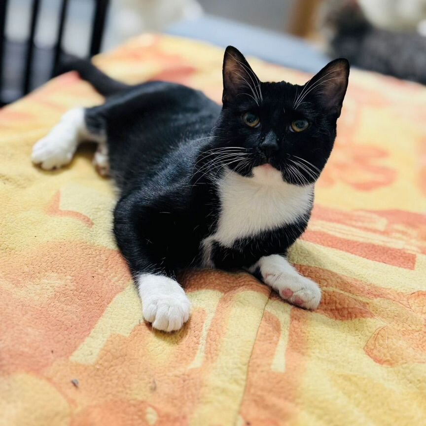 Котик в добрые руки