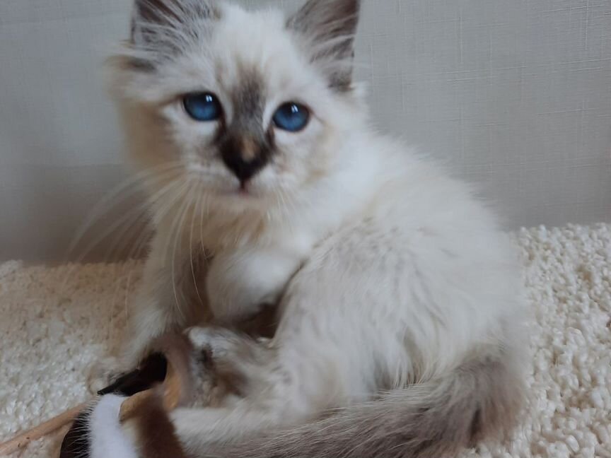 Священная бирма-кошечка