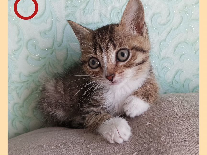 Котята нуждаются в доме