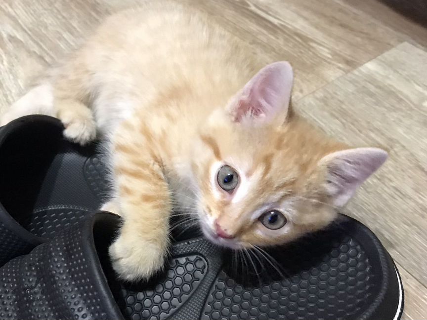 Рыжий котенок