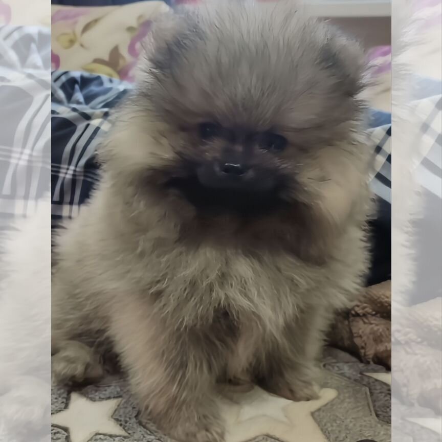 Померанский шпиц, щенок