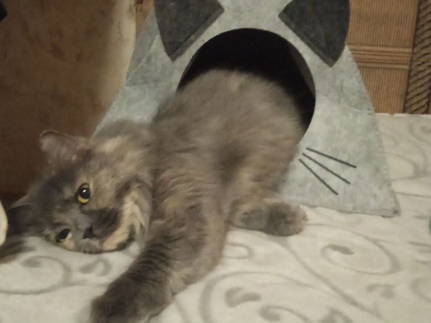 Домик для кошки