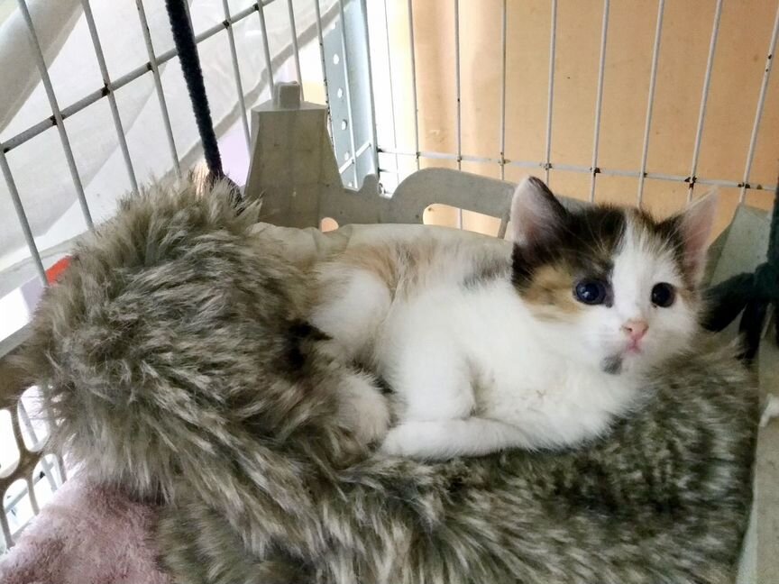Трехцветный белый котенок девочка ищет дом