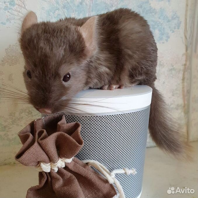 Шиншилла мальчик 3 мес