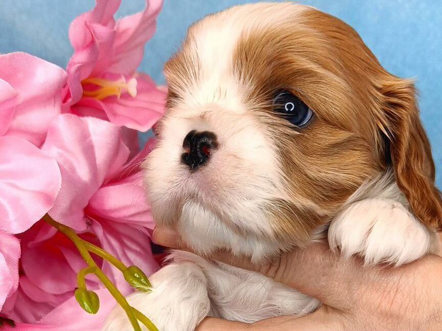 Кавалер Кинг Чарльз Спаниель Девочка