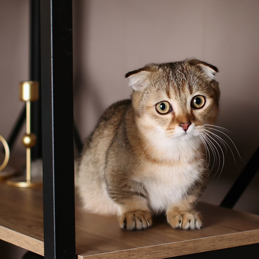 Скотиш килт фолд