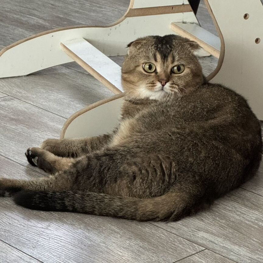 Шотландская вислоухая короткошёрстная, взрослая кошка