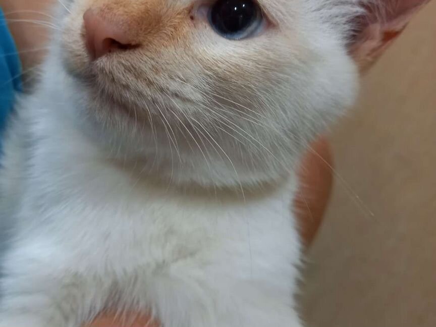 Котенок в добрые руки