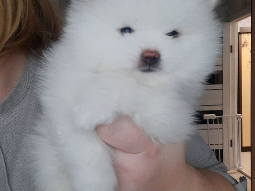 Белый померанский шпиц щенки