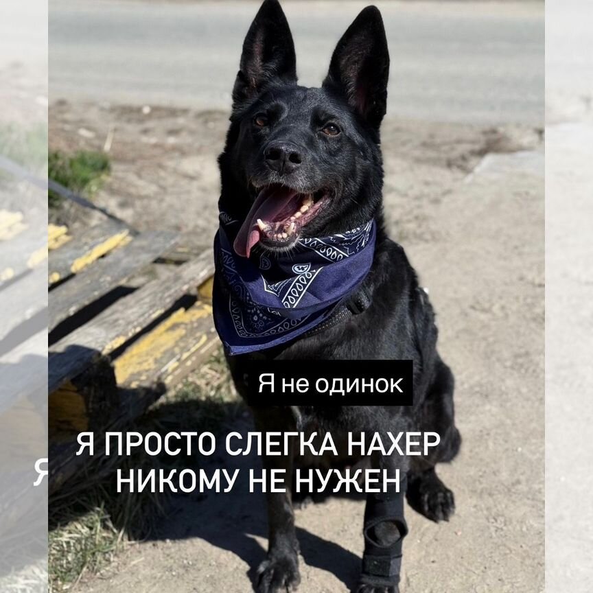 Взрослый пёс в добрые руки