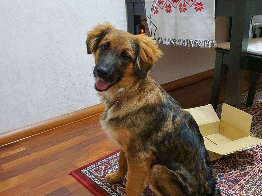 Собака в добрые руки