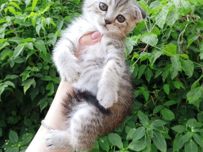 Шотландская Вислоухие котята