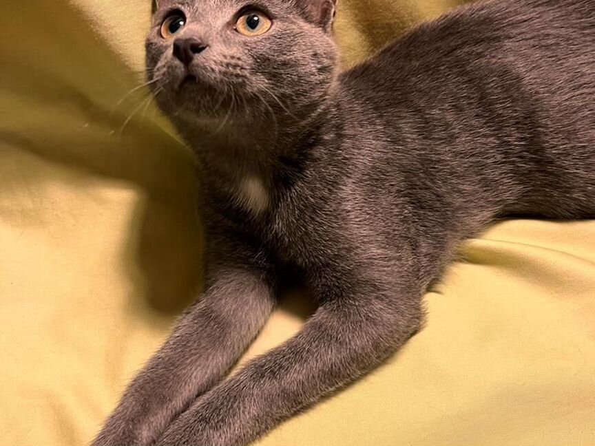 Котенок Дина ищет добрые руки