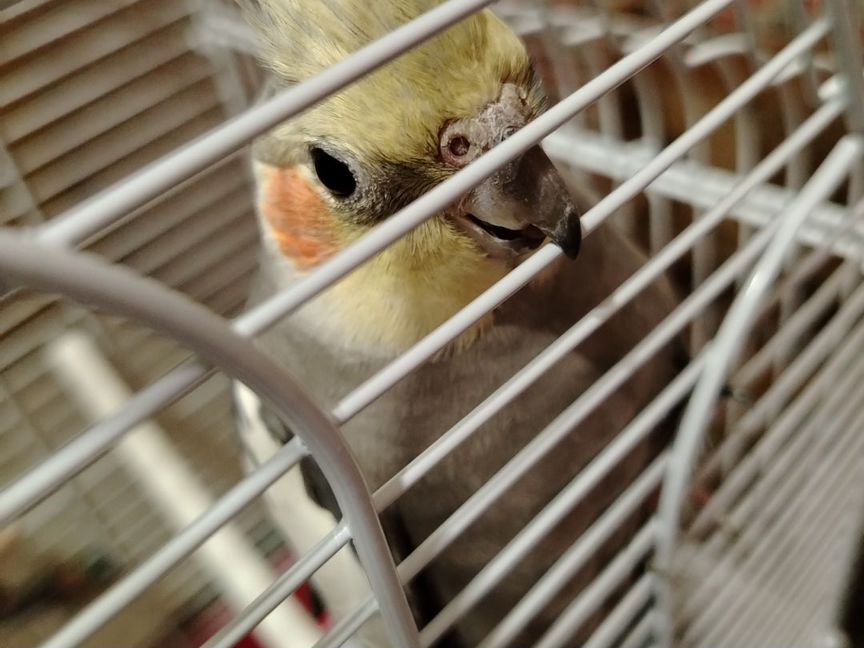 Попугай корелла мальчик