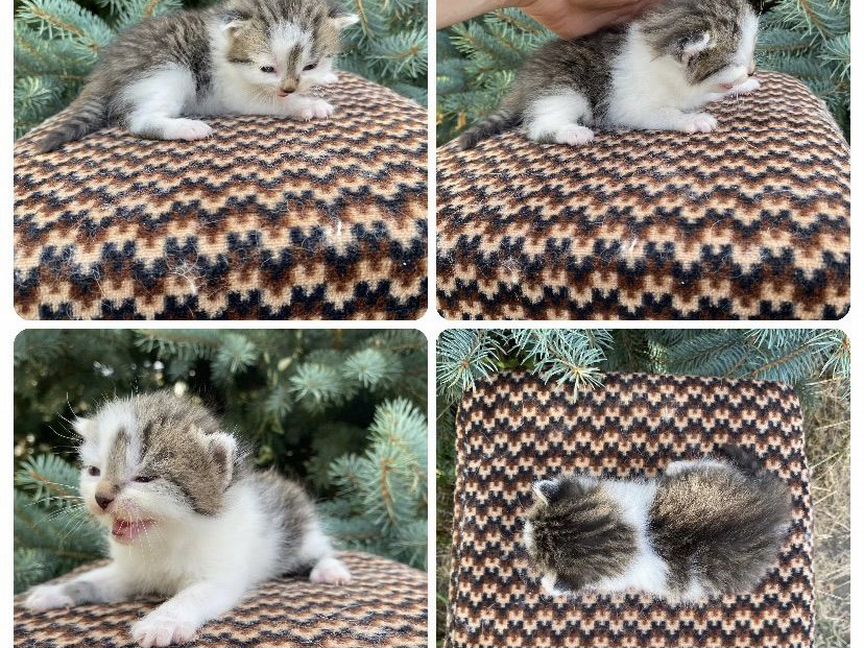 Котята в добрые руки бесплатно