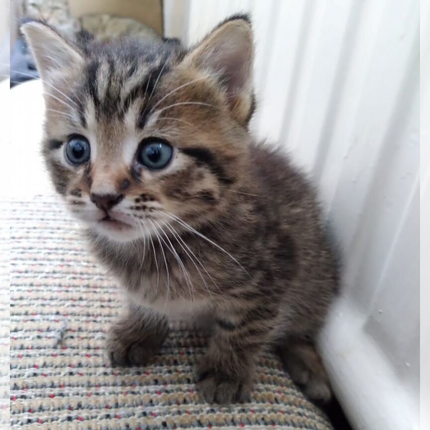 Котёнок в добрые руки