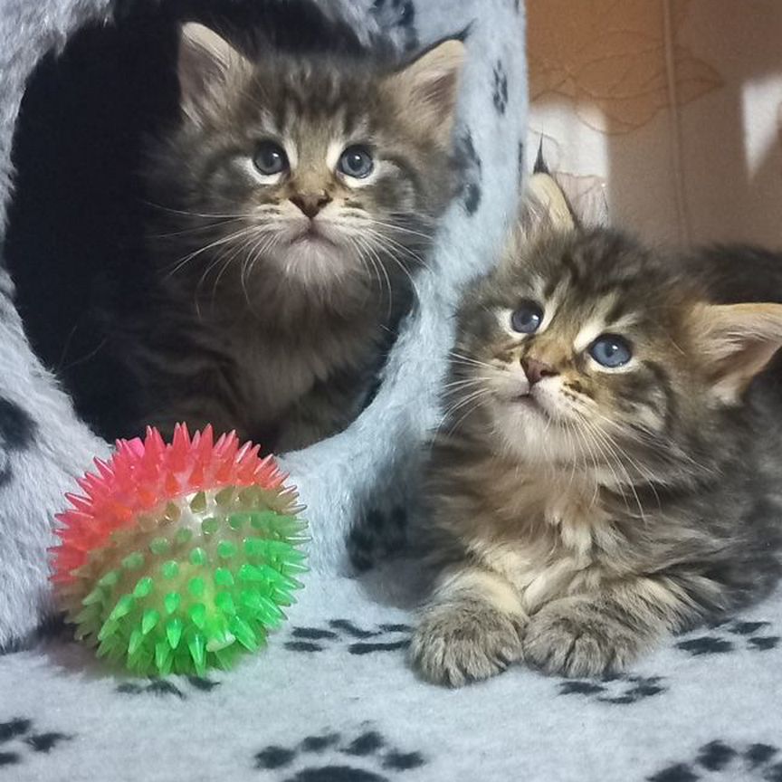 Котята мейн-кун