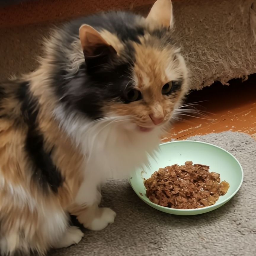 Взрослая, кошка в добрые руки