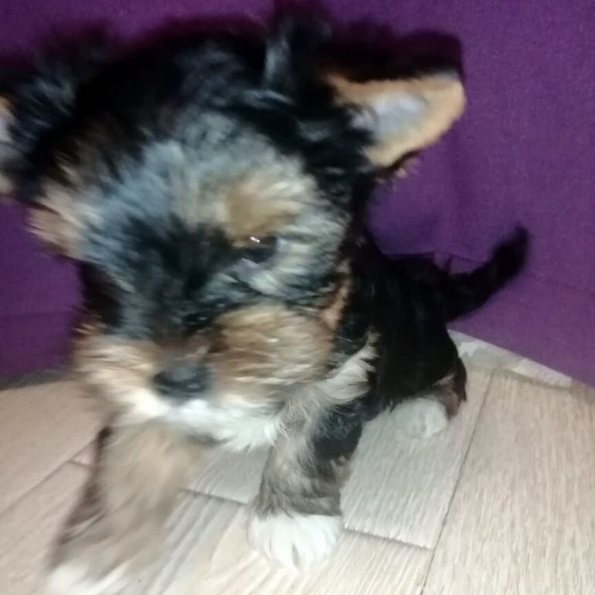 Йоркширский терьер щенки