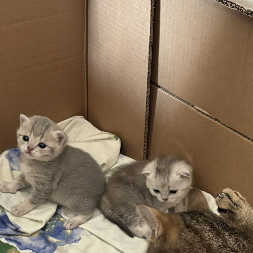 Котята в добрые руки