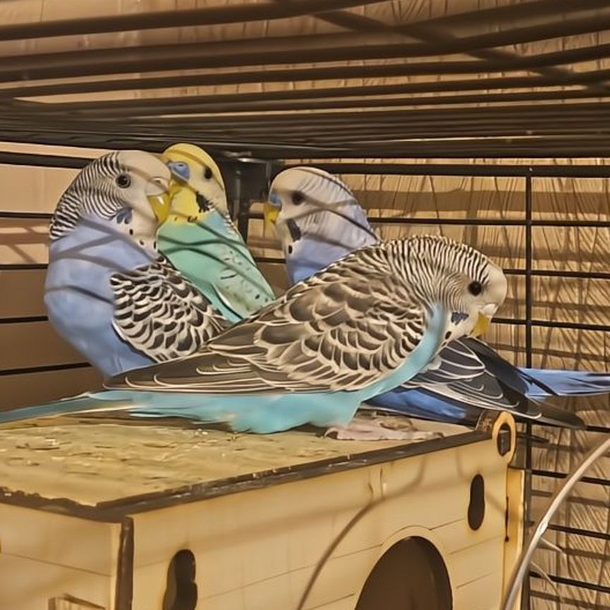 Волнистый попугай