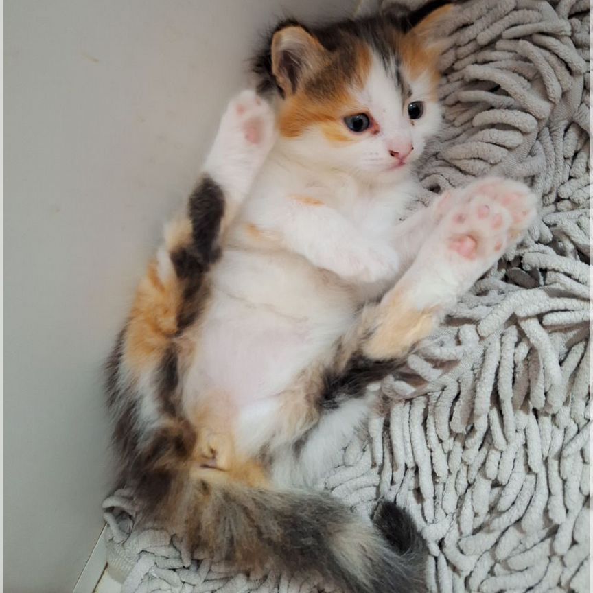 Котенок в добрые руки