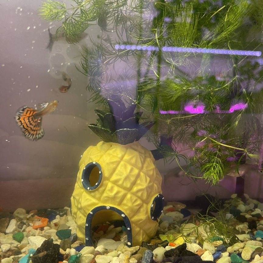 Аквариум с рыбками