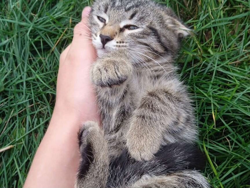 Отдам тигрицу