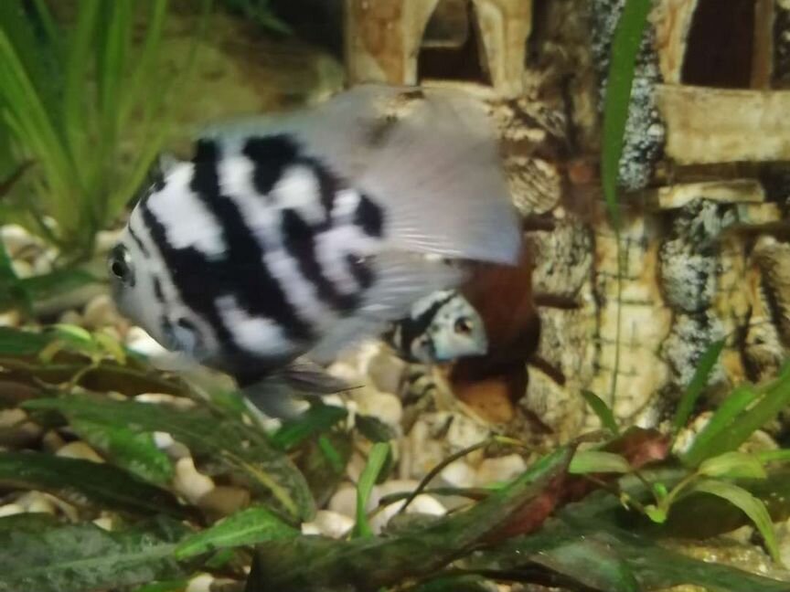 Рыбка сапфировый попугай