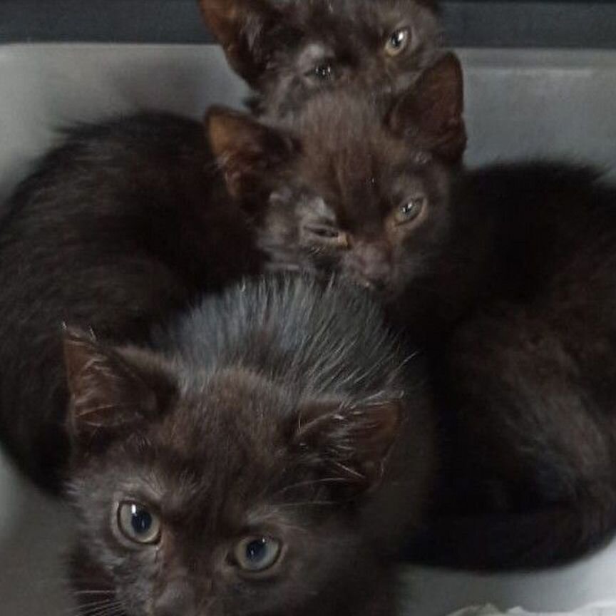 Котята черные кошечка и котики