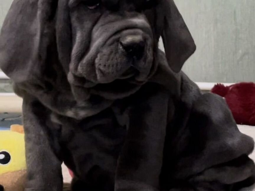 Неаполитанский мастиф