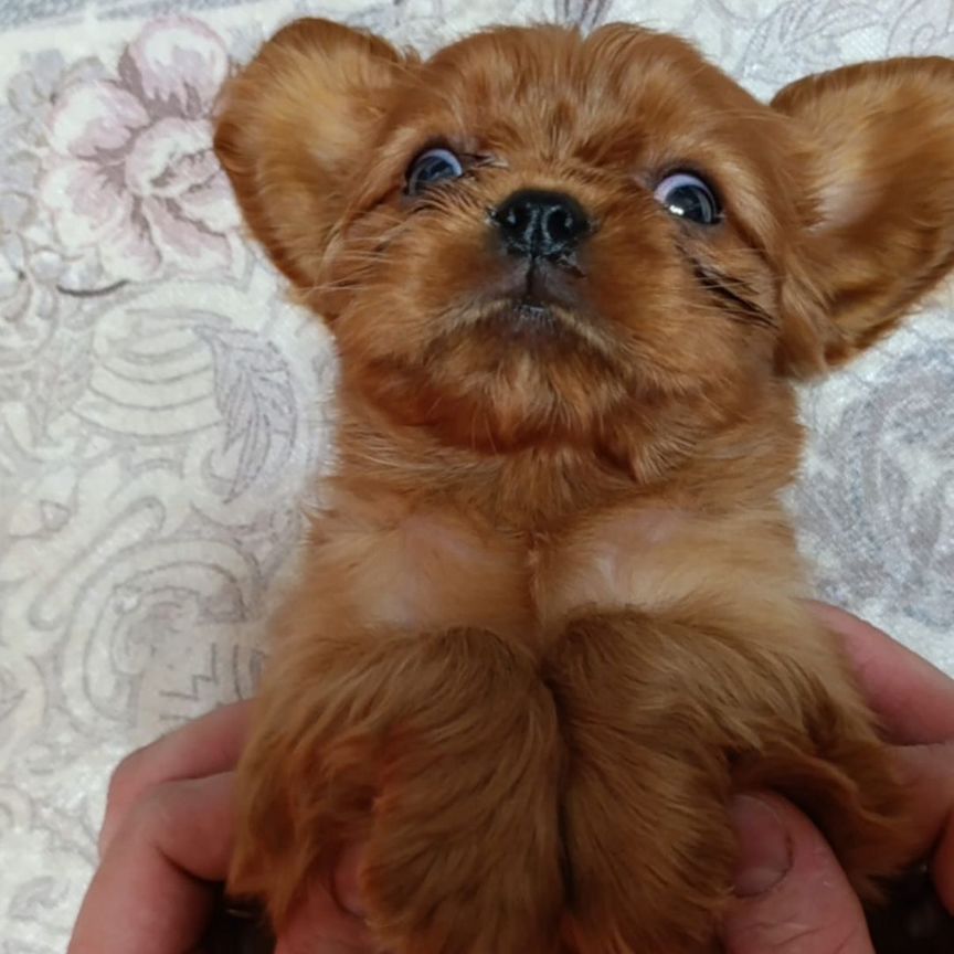 Кавалер кинг чарльз спаниель рубиновый мальчик