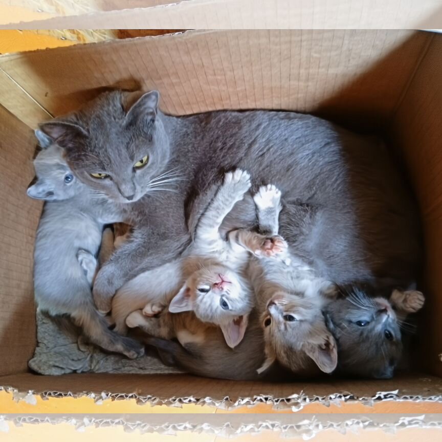 Британский длинношёрстный котёнок