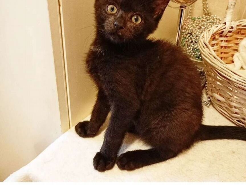 Котенок- мальчик,Ликой.,2 месяца