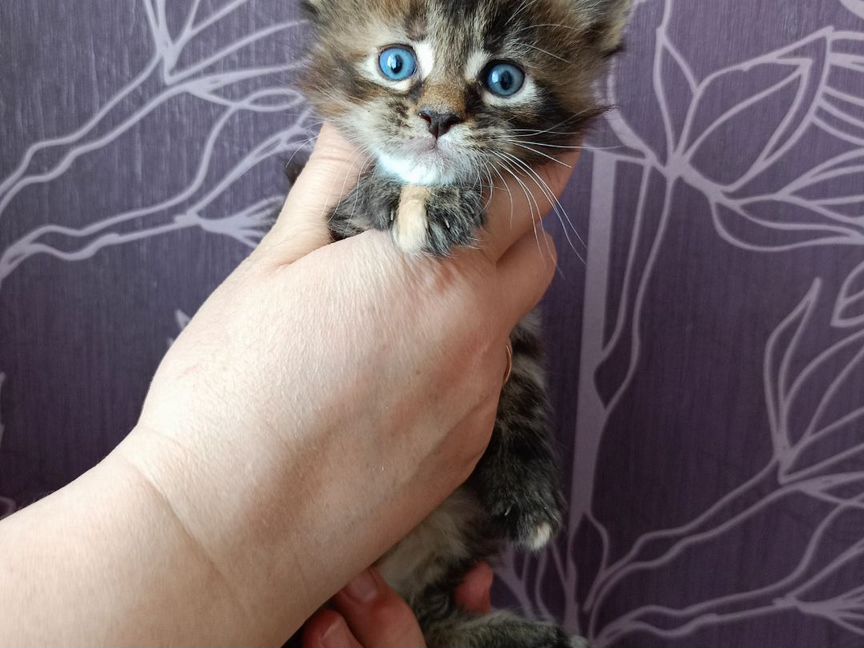 Малыши 2 мес