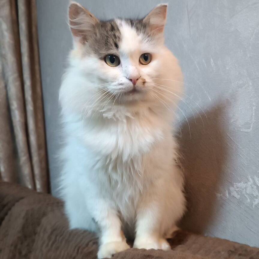 Взрослый кот в добрые руки