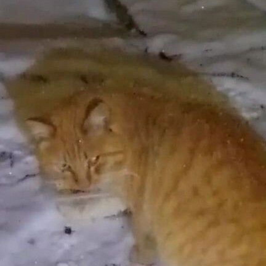 Красавец кот бедствует на улице