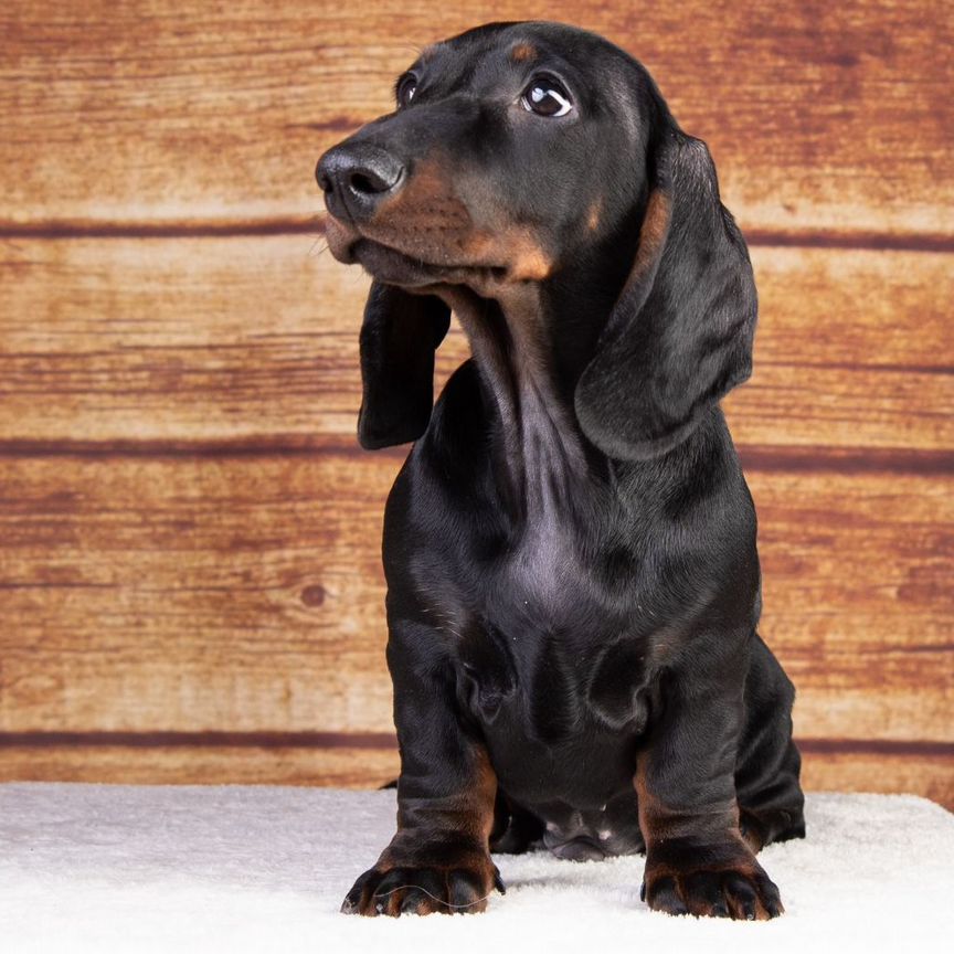 Такса, взрослый пёс